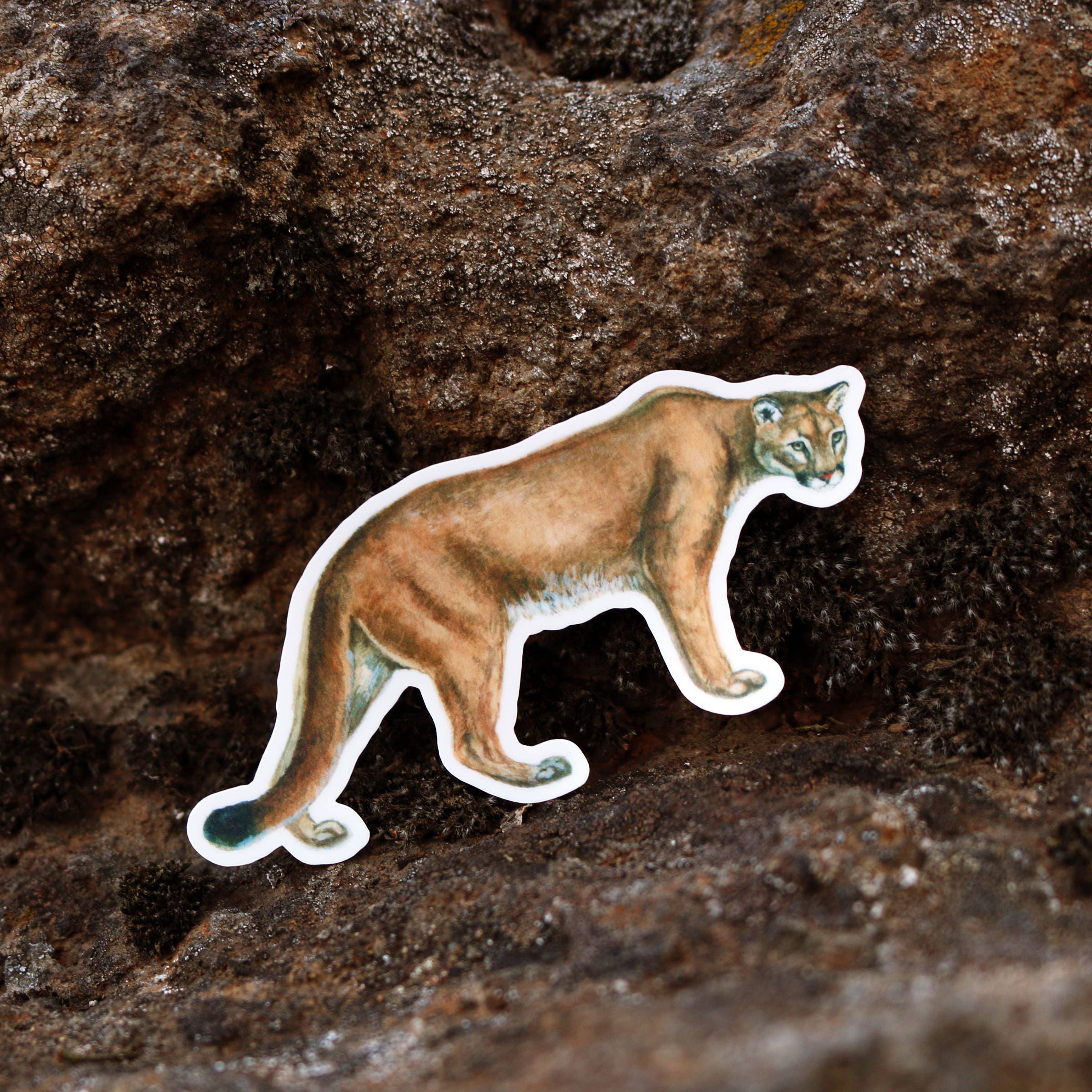California Cats Sticker Set: Two Vinyl Stickers Bobcat - Etsy
