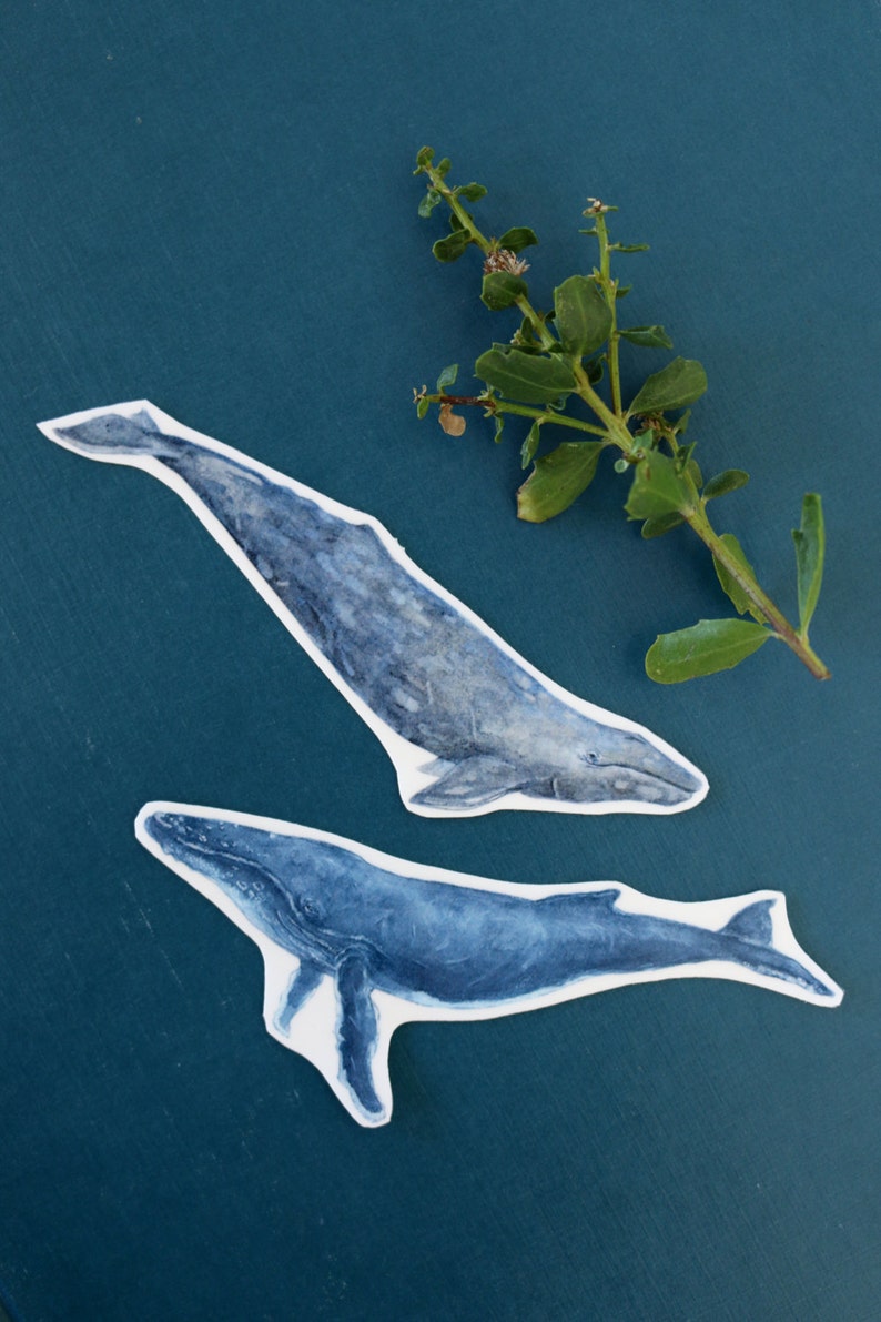 Whale Sticker Set: Two Vinyl Stickers Humpback & Gray Whale - Etsy