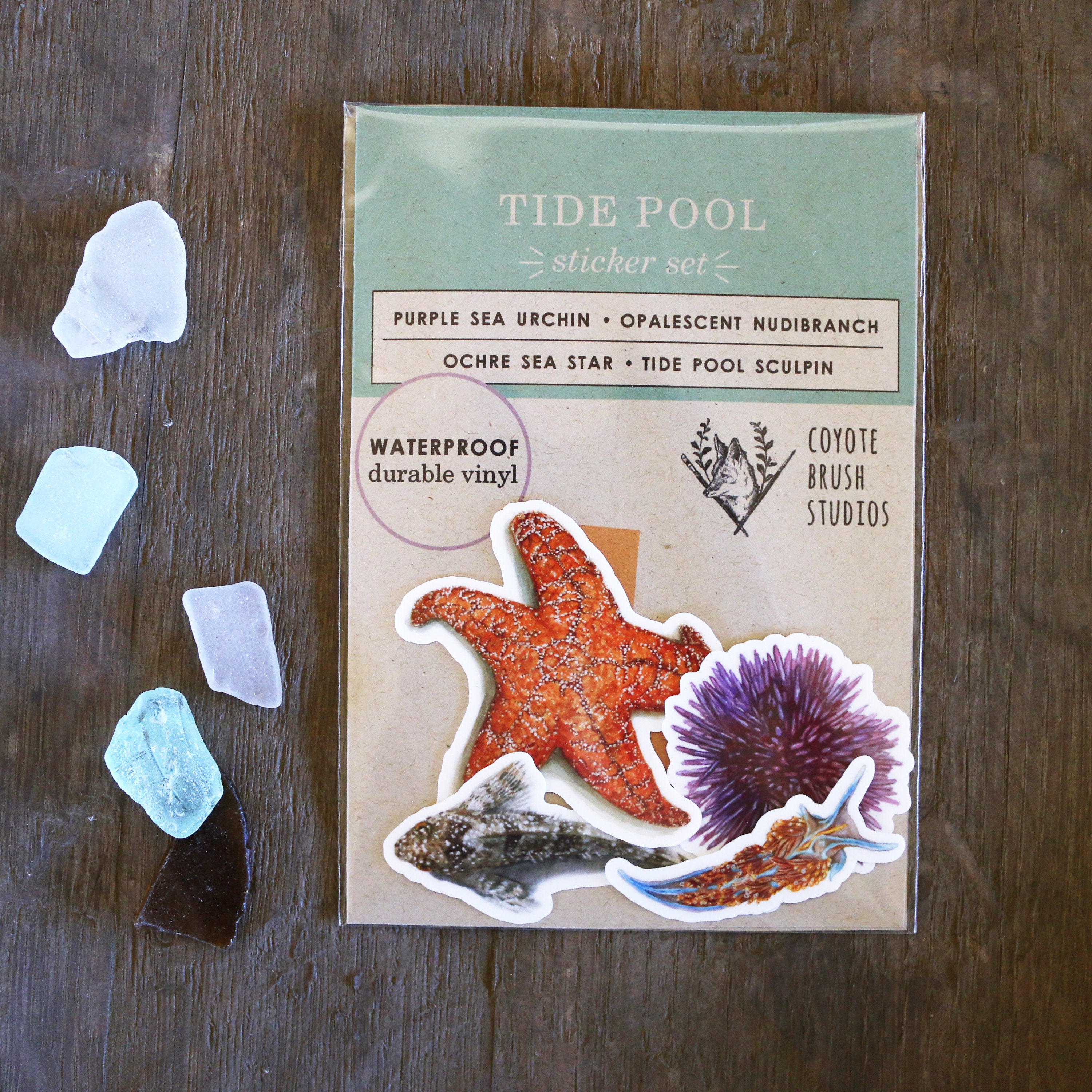 California Tide Pools Stickers: Four Vinyl Stickers Ochre Sea | Etsy