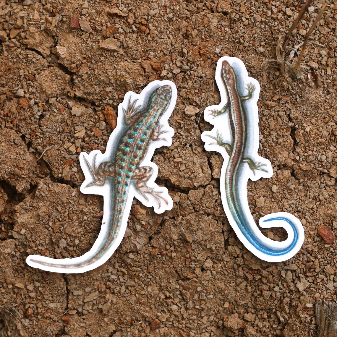 California Lizards: Two Vinyl Stickers Western Skink and - Etsy
