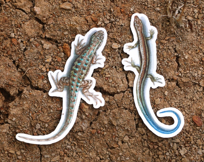California Lizards: Two Vinyl Stickers, Western Skink and Coast Fence ...