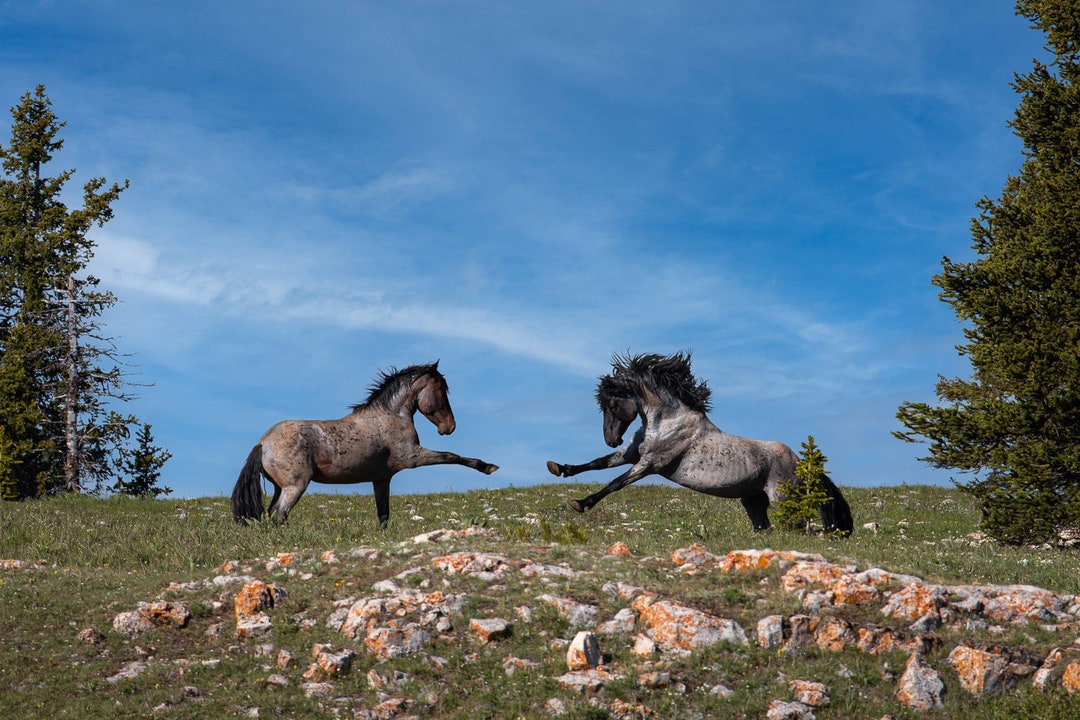 Wild Blue Roan Mustang Stallions at the Pryor Mountains, Fine Art Wild ...