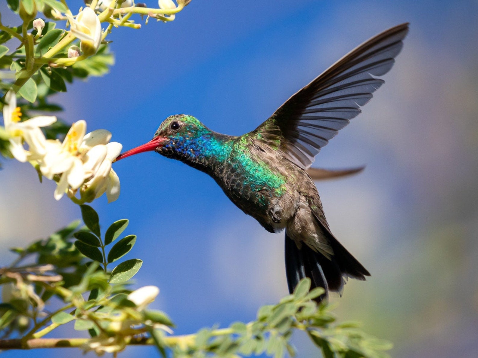 Hummingbird Photography Colibri Broad-billed Hummingbird Photo Art ...