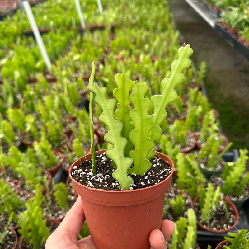 Ric Rac Cactus - Etsy