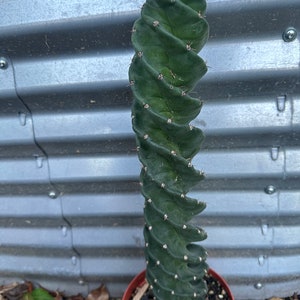 6” Spiral Cactus - Etsy