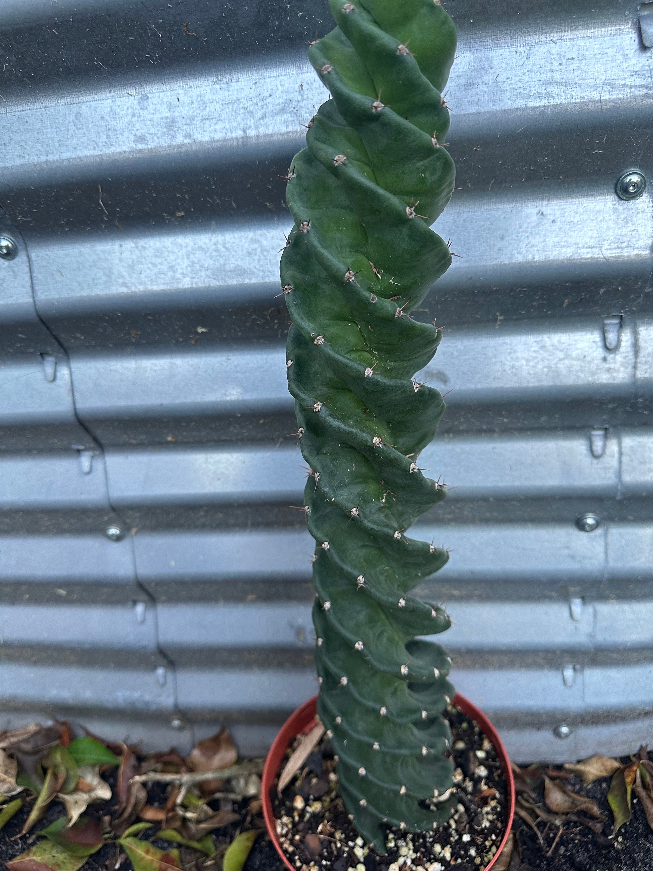 6 Spiral Cactus - Etsy