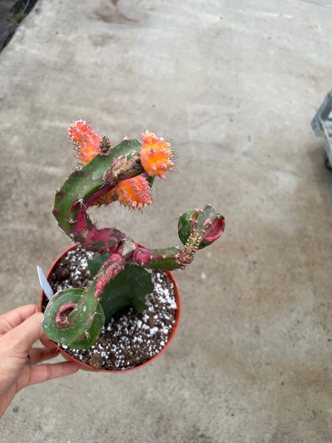 6” Gymnocalycium Mihanovichii Grafted on Hylocereus Undatus *RARE* - Etsy