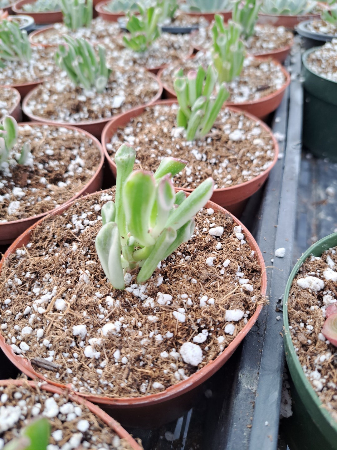 4 Jade Gullom Variegated-hobbit Extremely Rare - Etsy