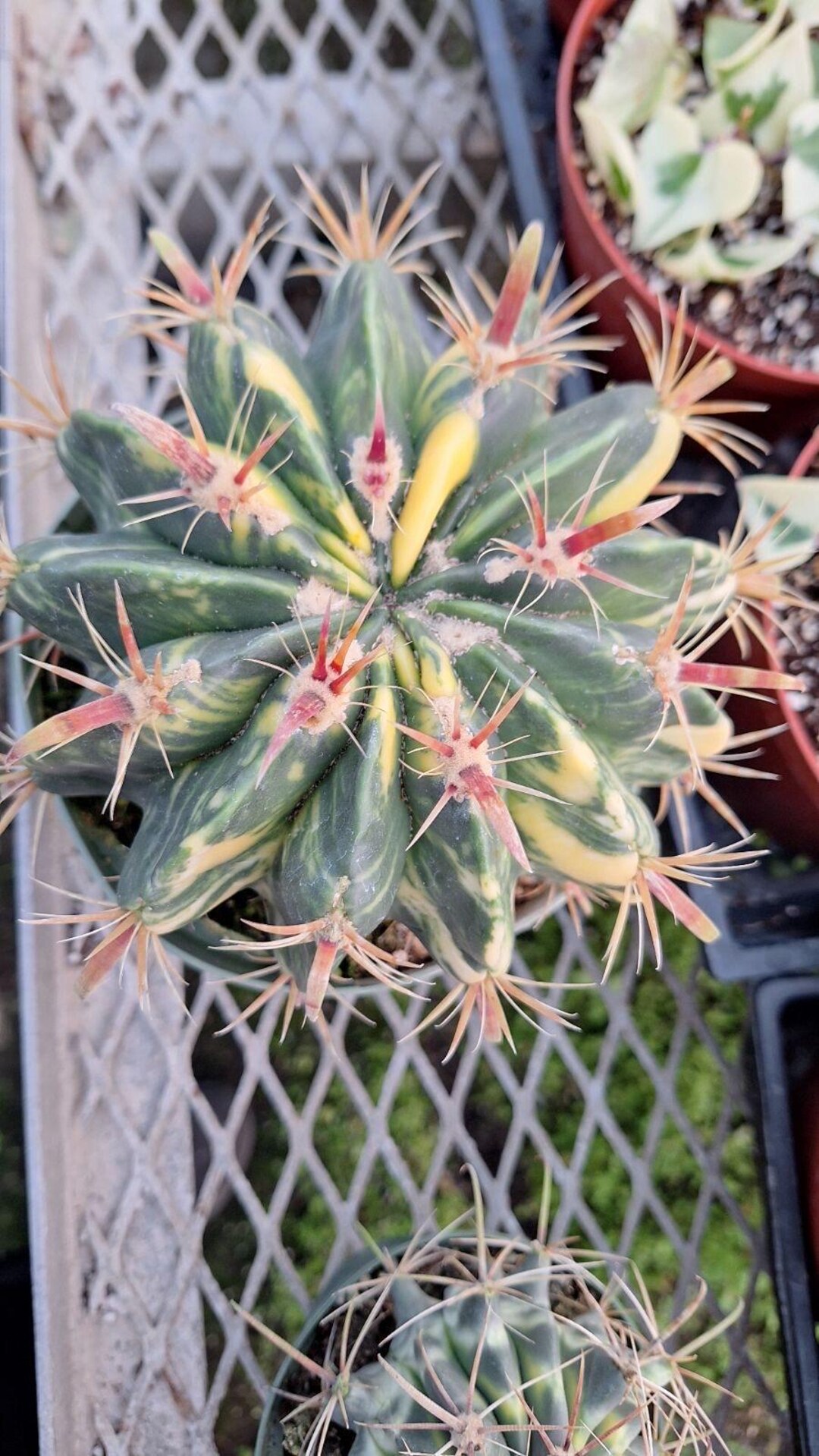 Ferocactus rare and High Color - Etsy
