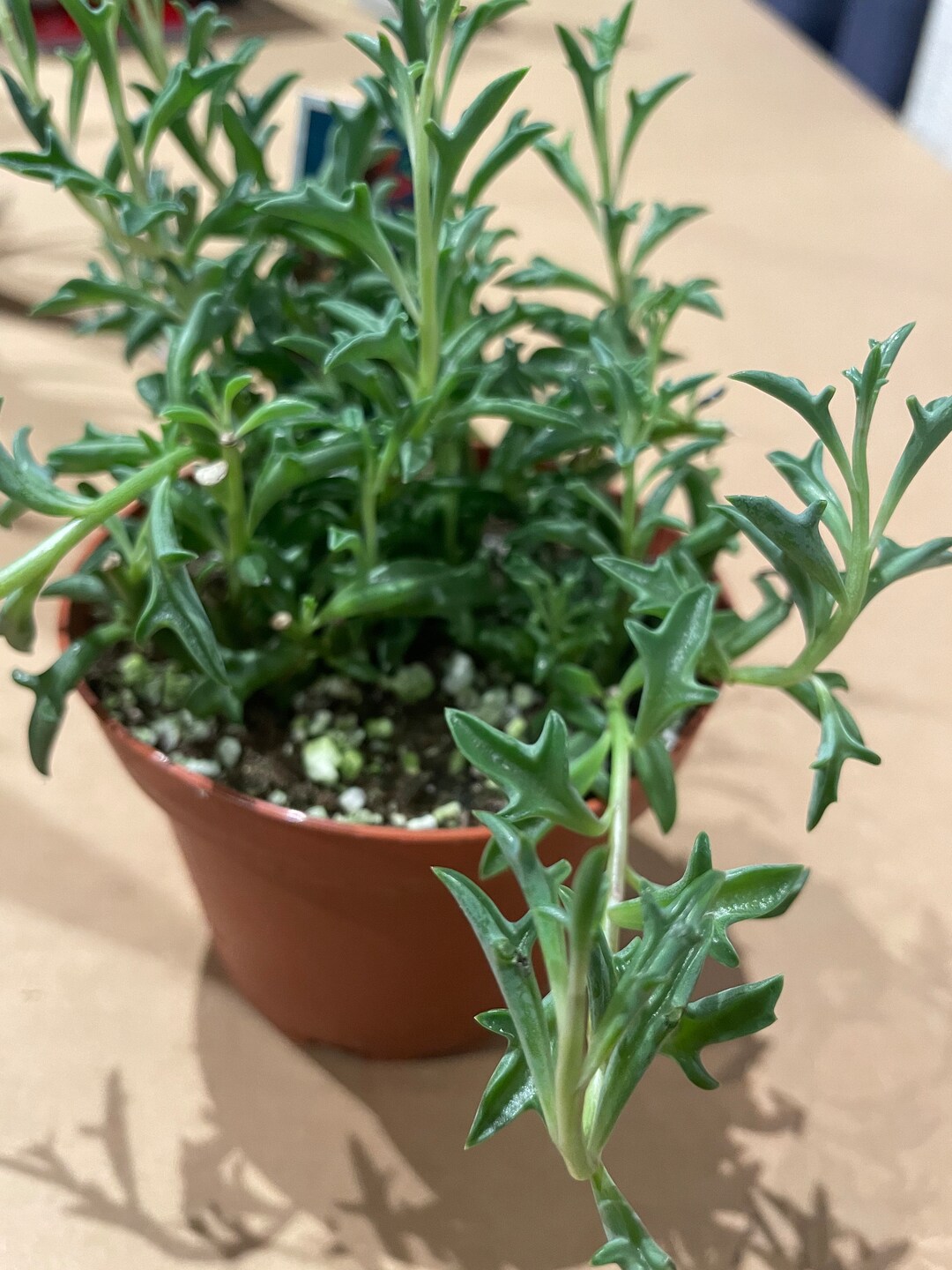 4” String of Dolphin - Etsy