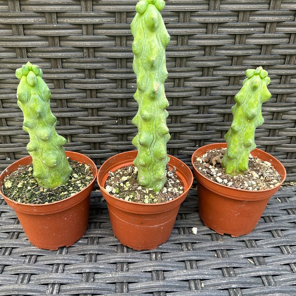 Boobie Cactus - Etsy