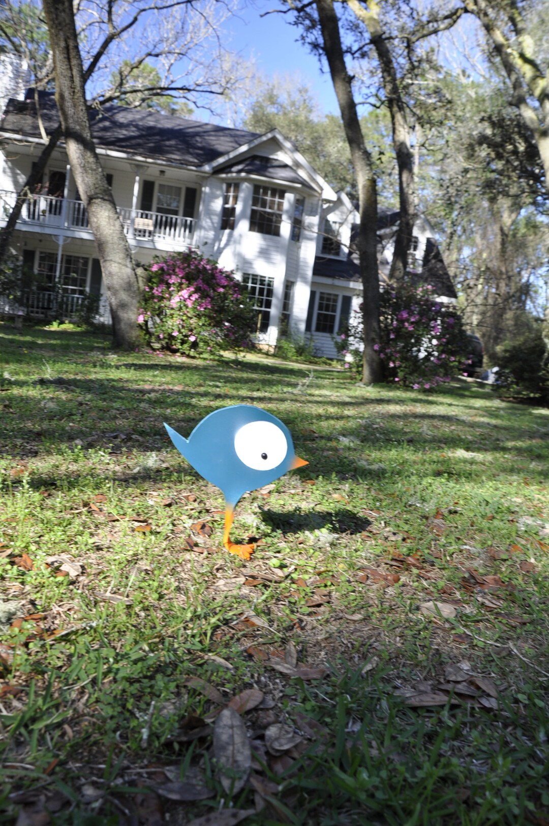 Big Eyed Bird That Will Make You Chuckle With Acrylic Eyes and Foot ...