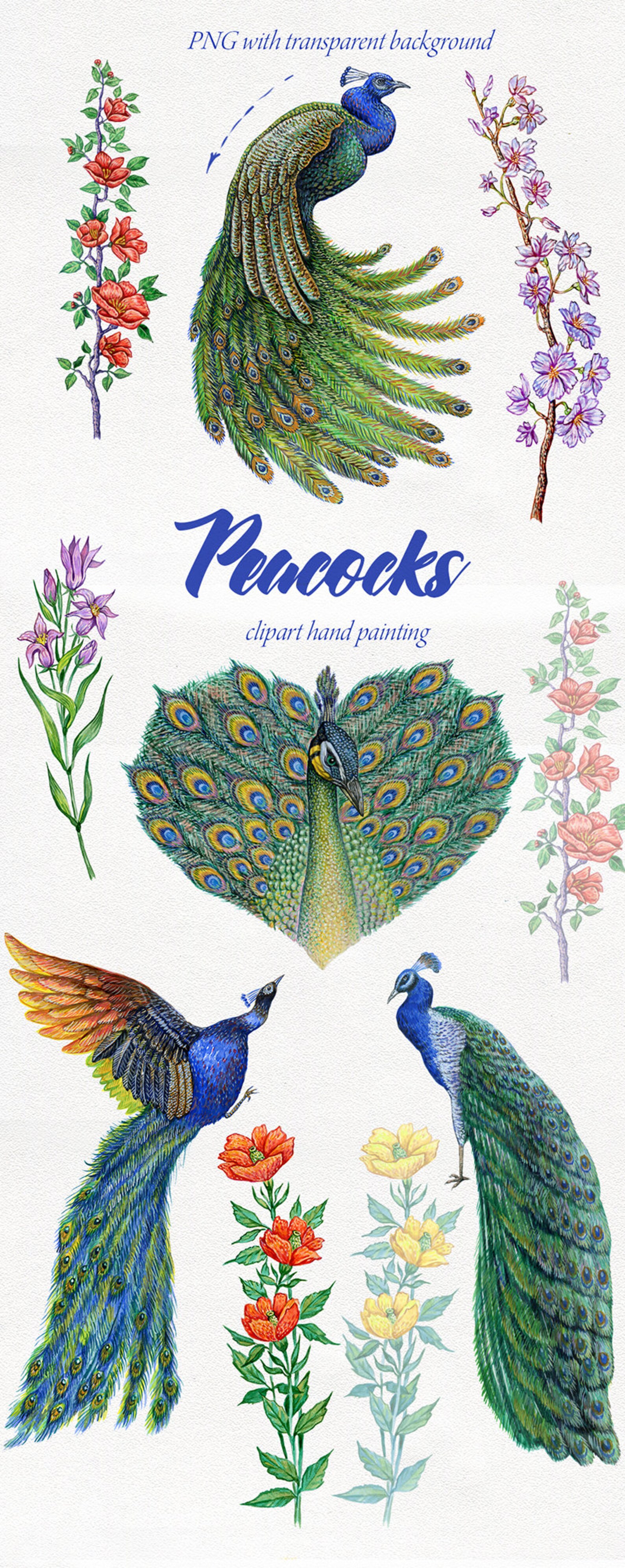Peacock Birds . Watercolor Clipart. Flower Backgrounds hand - Etsy