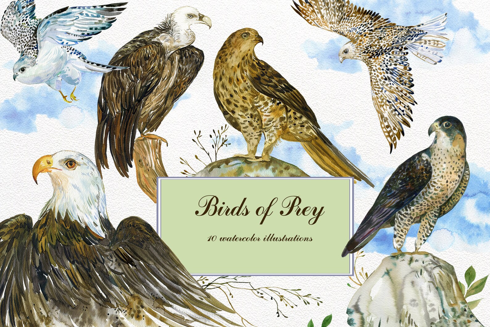 Bird of Prey Watercolor Clip Art Birds Clipart Birds PNG Eagle ...