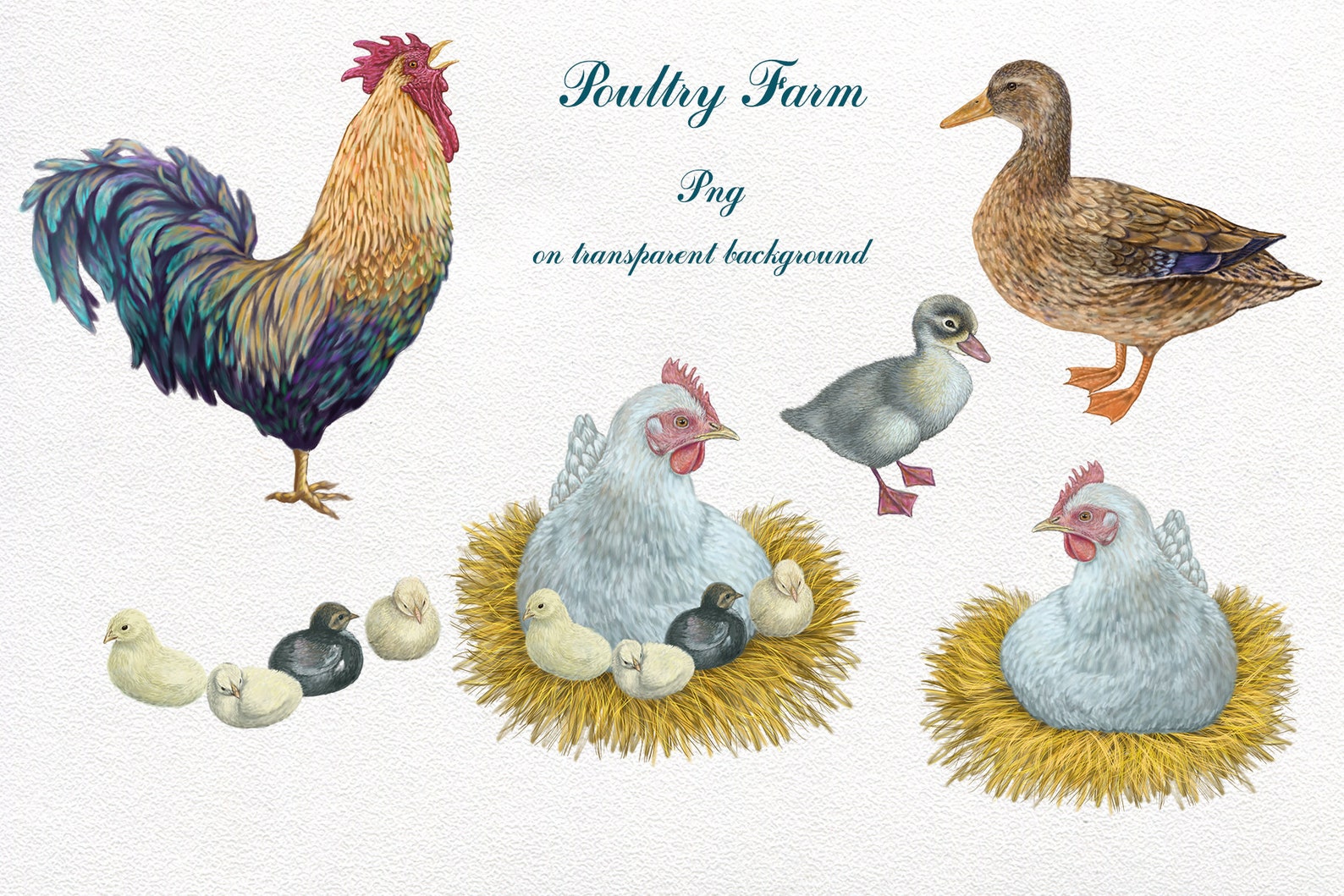 Bird Farm Clipart Poultry Farm Clip Art Birds Rooster | Etsy Canada