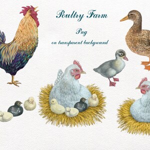 Bird Farm Clipart Poultry Farm Clip Art Birds Rooster | Etsy Canada