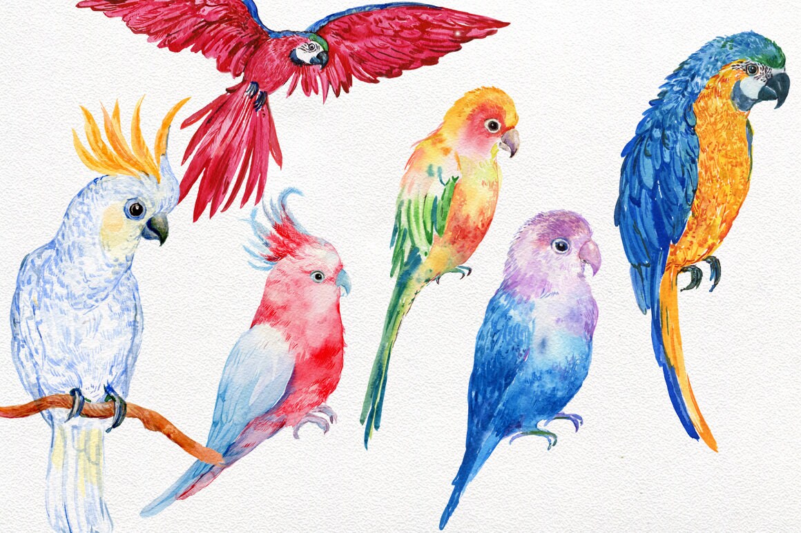 Parrotswatercolor Clipart .6 Birds Watercolor Hand Painting - Etsy