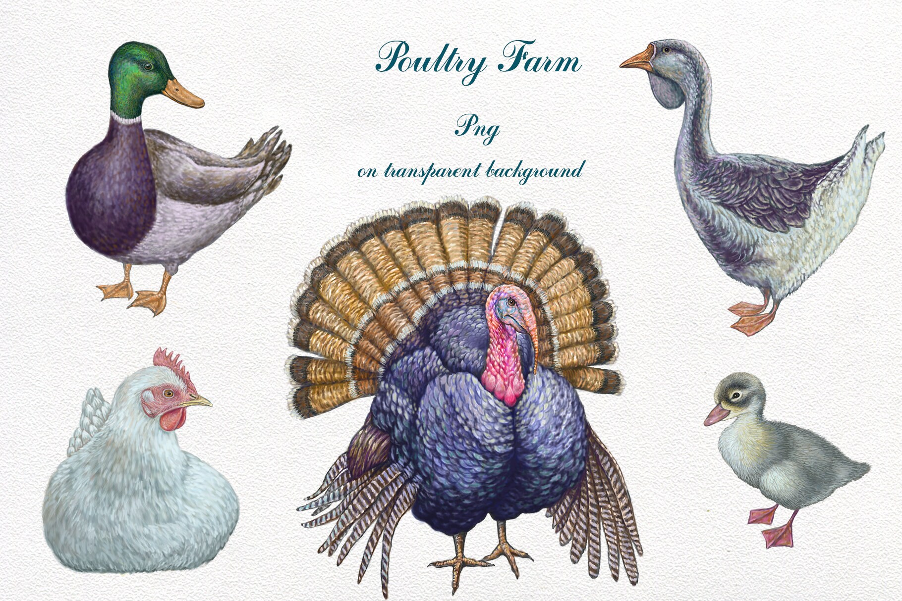 Bird Farm Clipart Poultry Farm Clip Art Birds Rooster | Etsy Canada