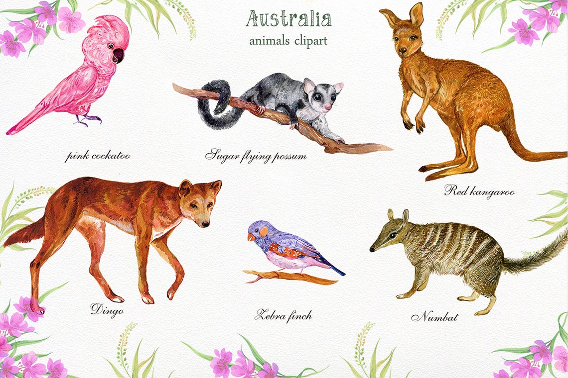 Animals Australia Watercolor Clipart Kangaroo Koala Wombat - Etsy