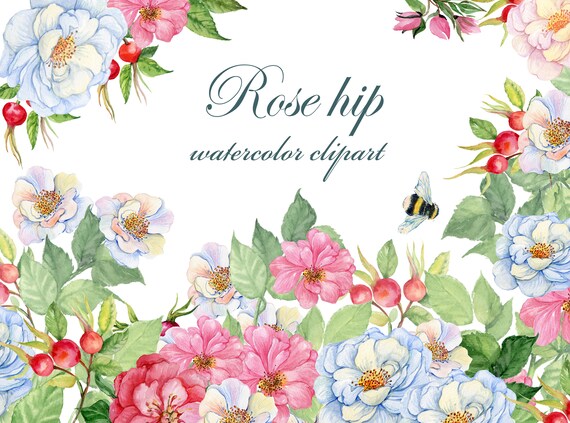 Rosehip Wild Rose Bee Watercolor Clipart 21 PNG - Etsy