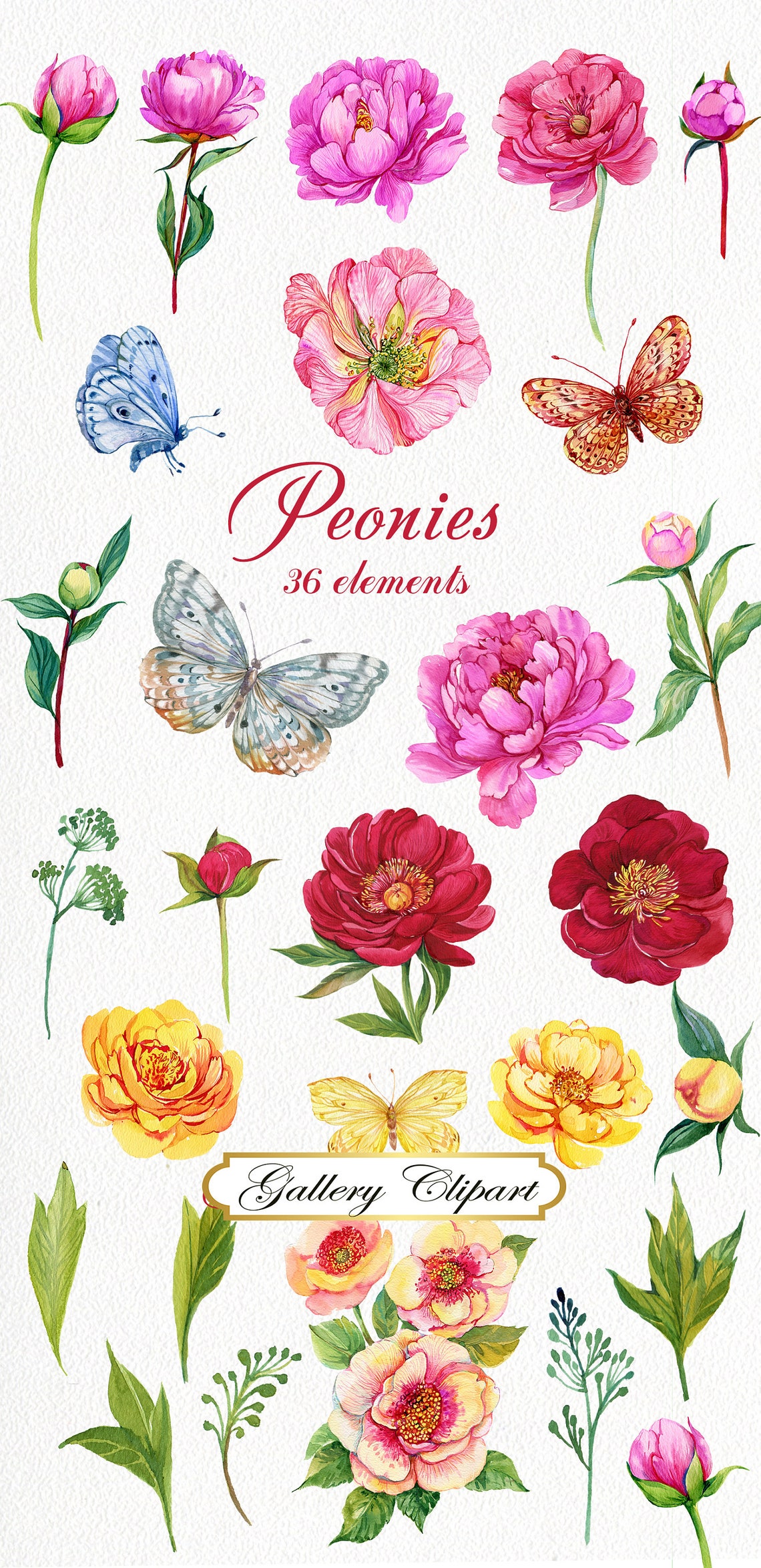 Peonies Flowers Watercolor Clipart Peony Floral Elements - Etsy