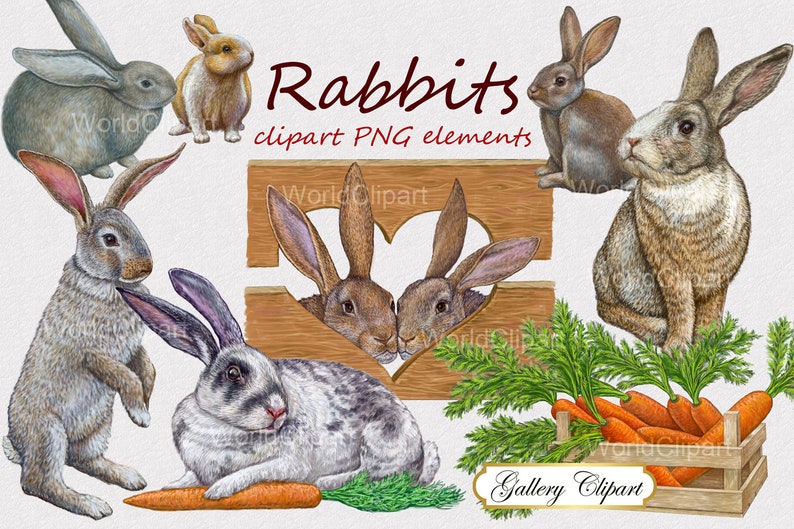 Rabbits Clipart Animal Illustrations PNG Bunny Clipart - Etsy