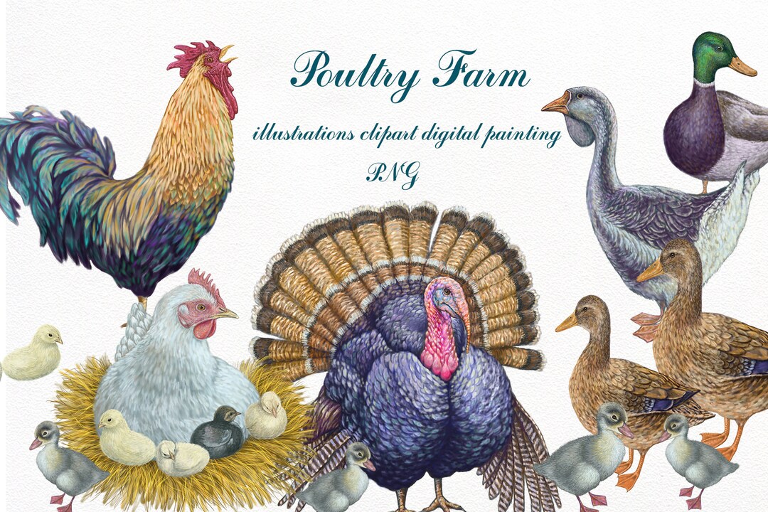 Bird Farm Clipart Poultry Farm Clip Art Birds Rooster - Etsy Canada