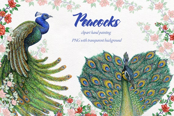 Peacock Birds . Watercolor Clipart. Flower Backgrounds hand - Etsy
