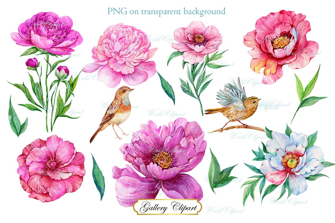 Peonies PNG Flower Elements Watercolor Clipart floral Frame - Etsy