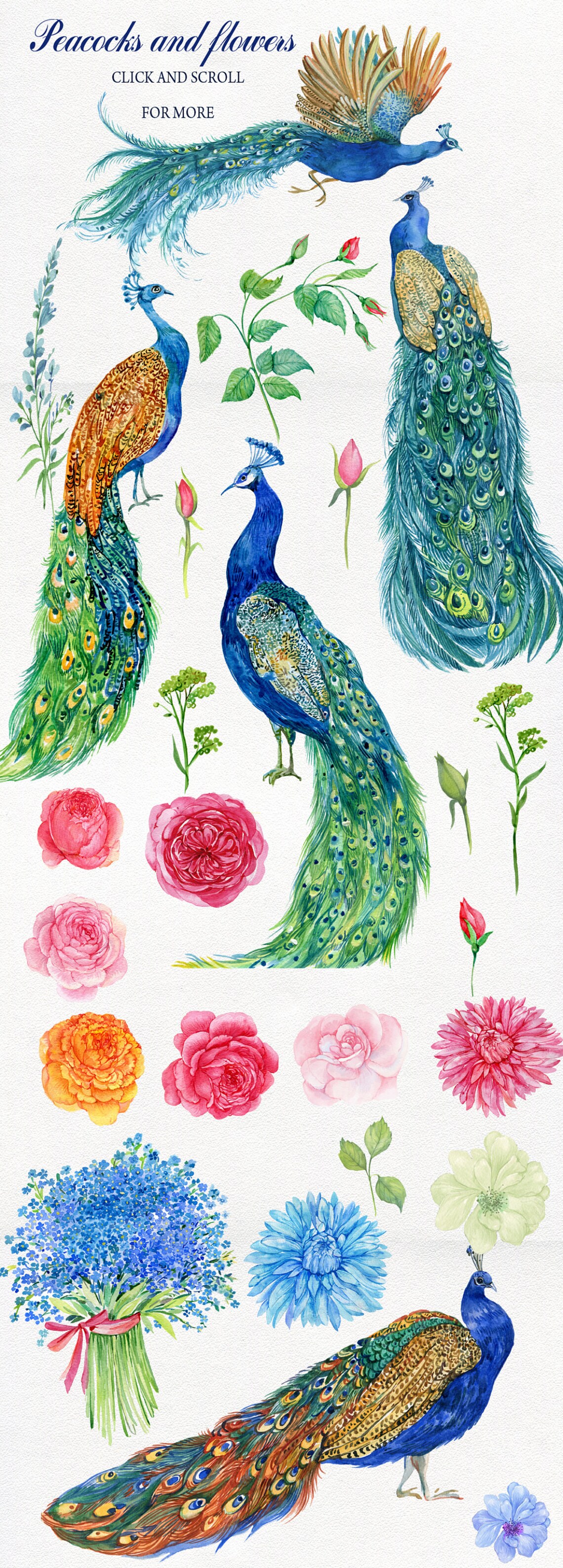 Peacock Clip Artbirds Peacocks Flowers Rose Elements. Birds - Etsy