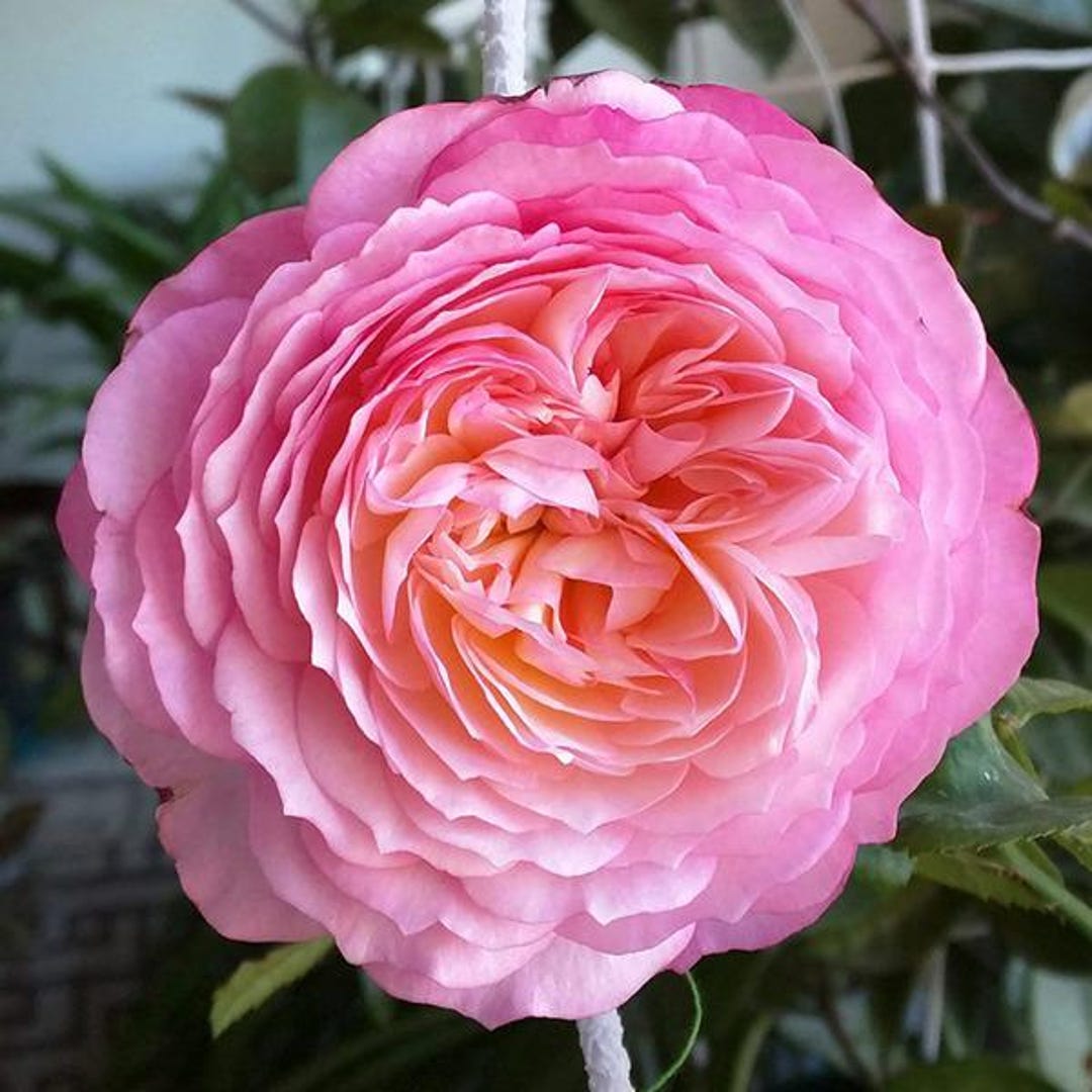 Constance Rose 2 Gal Potted Plant Climbing Rose - Etsy