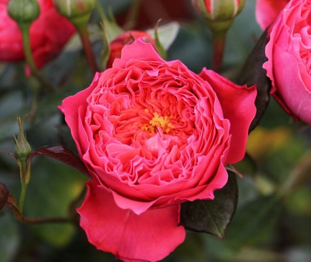 Preorder Summer Firework Rose 2 Gallon Potted Plant - Etsy