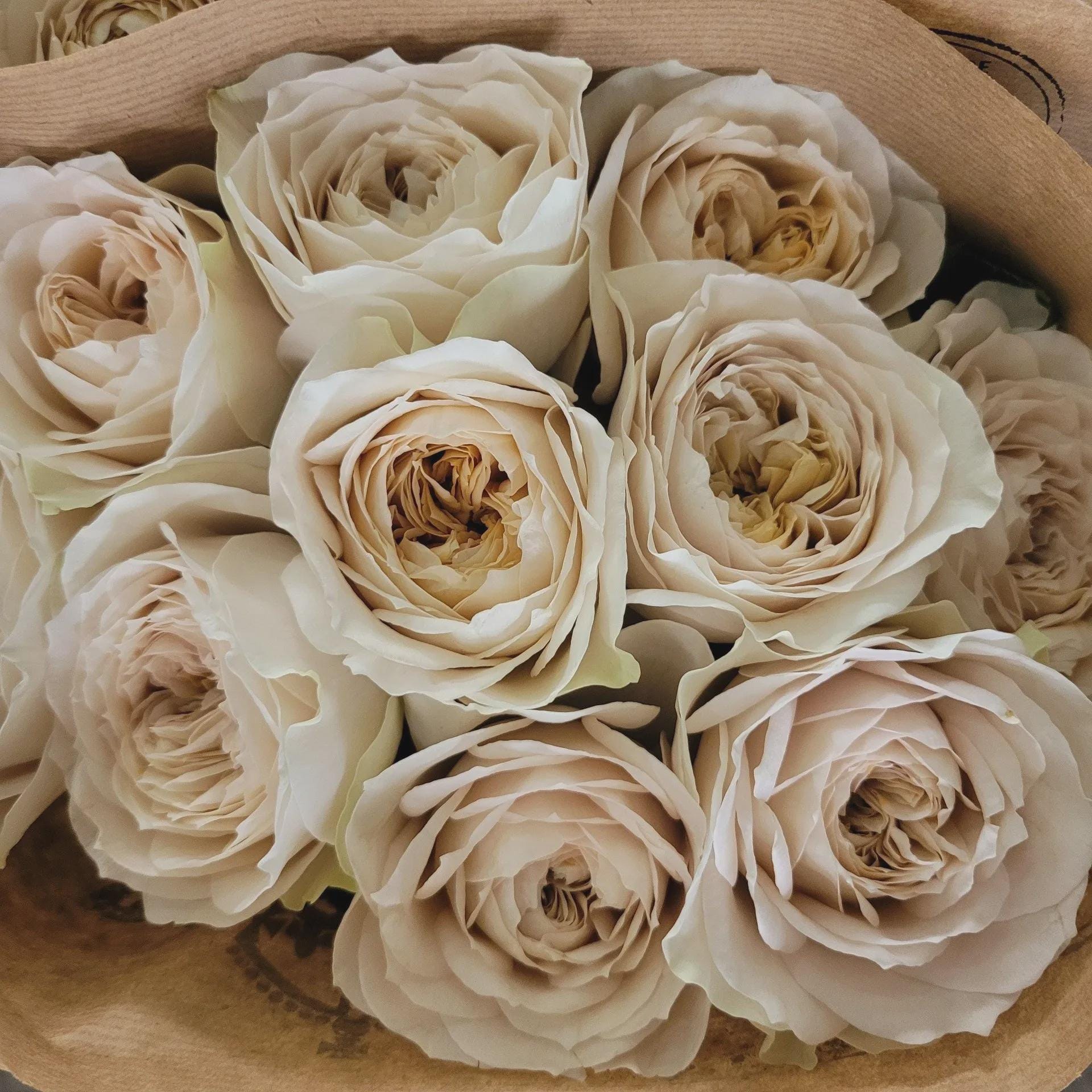 Shades of Beige Live Garden Rose Plant | Bare Root Grafted on Vigorous ...