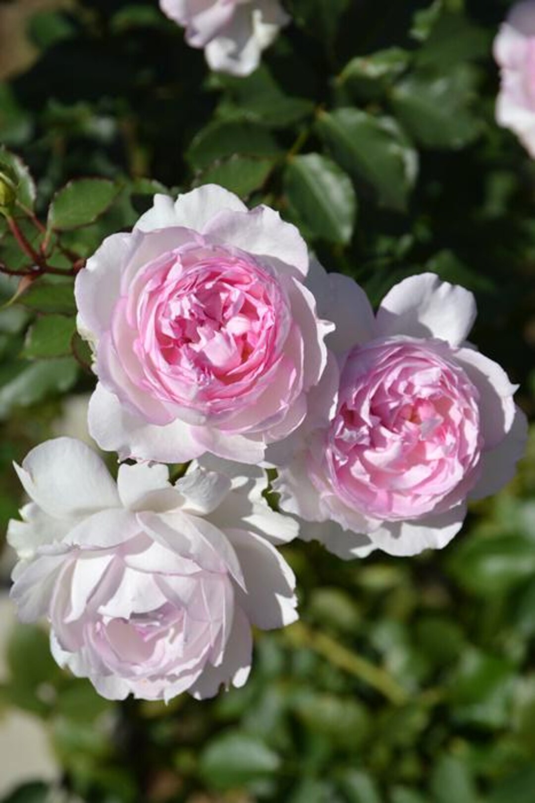 Preorder Martha Rose Plant 2 Gallon Pot Climbing Rose - Etsy