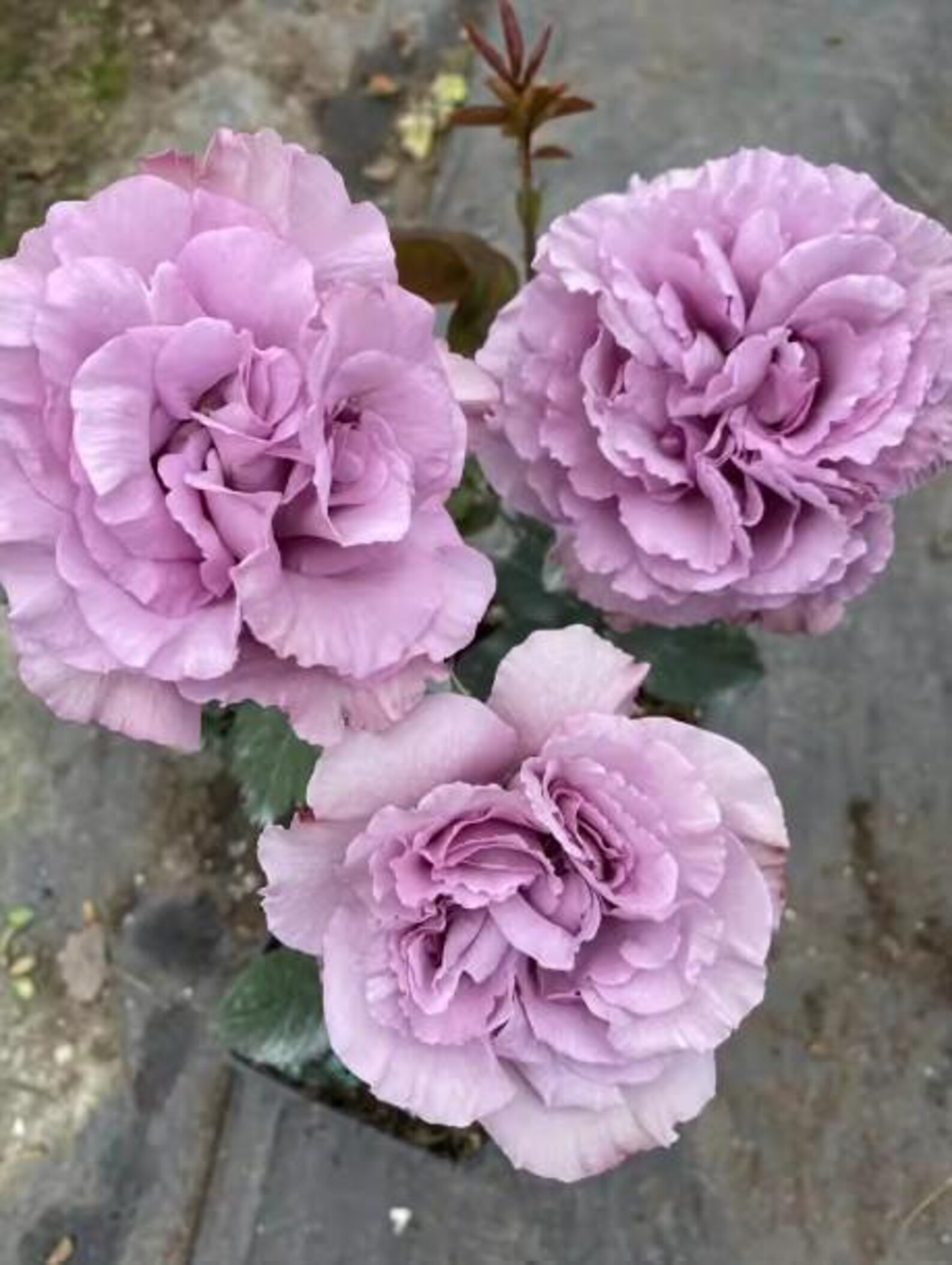 Twilight Live Garden Rose Plant | Bare Root - Etsy