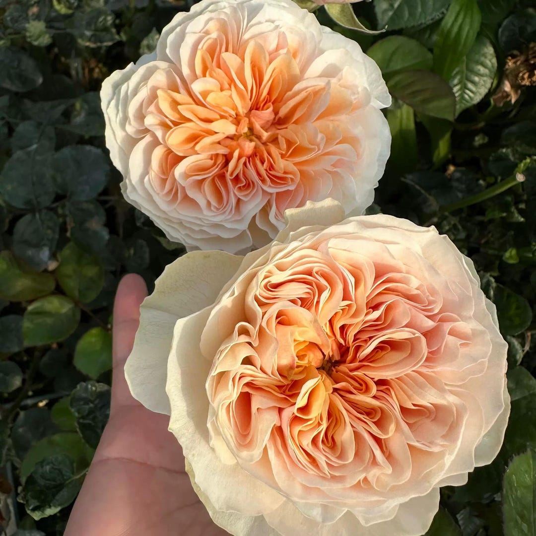 Tip Top Rose 2 Gallon Potted Plant - Etsy