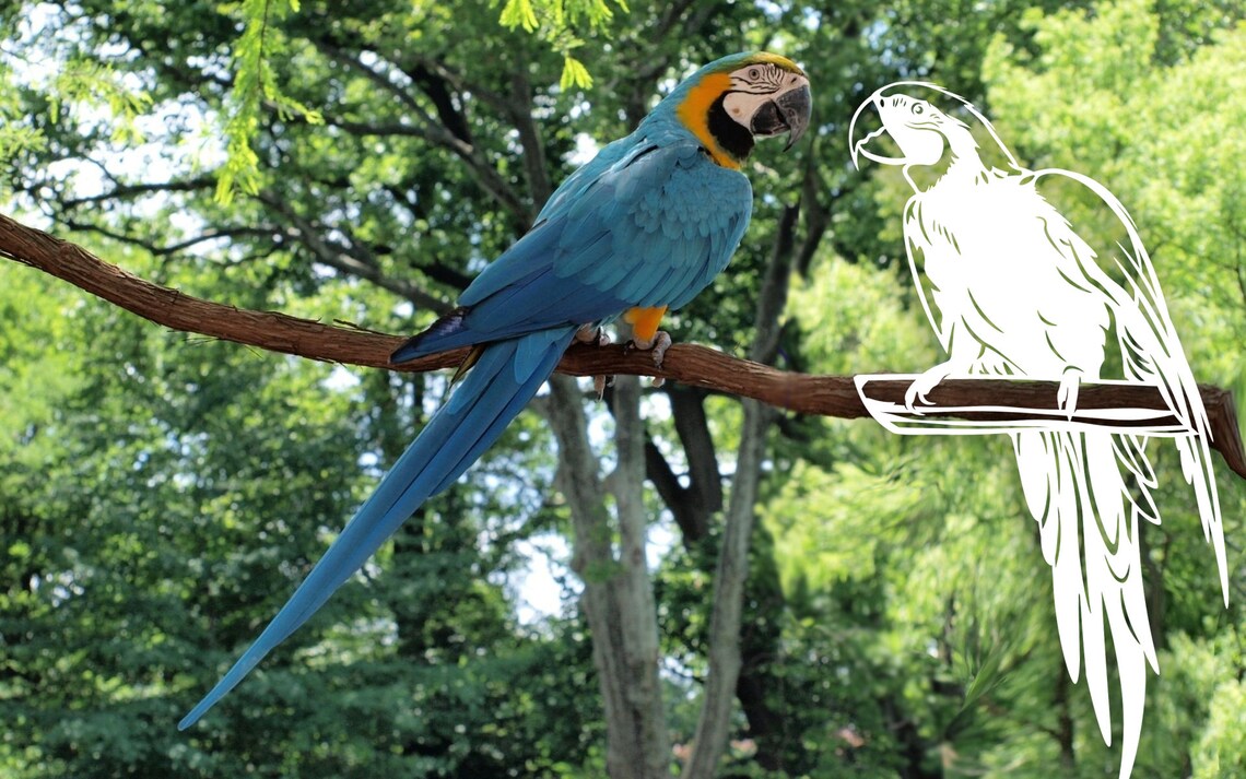 Parrot Paper Cutting Template, Parrot Papercut, Parrot Cut Out, Parrot ...