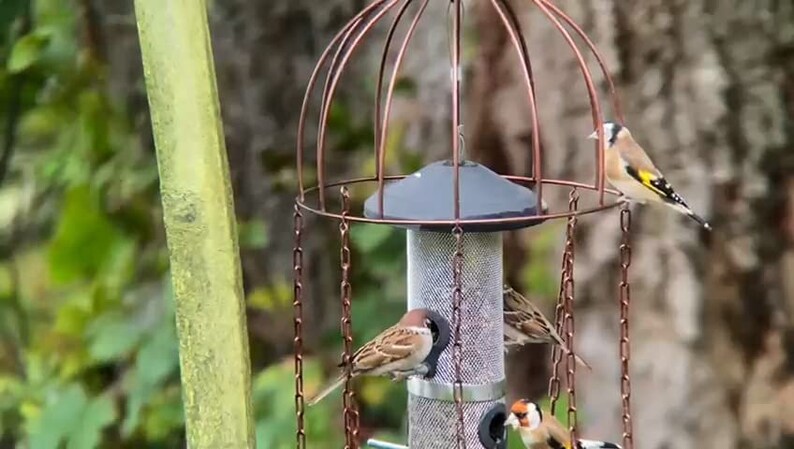 Simon King Medusa Feeder Defender A Bird Feeder Protector - Etsy UK