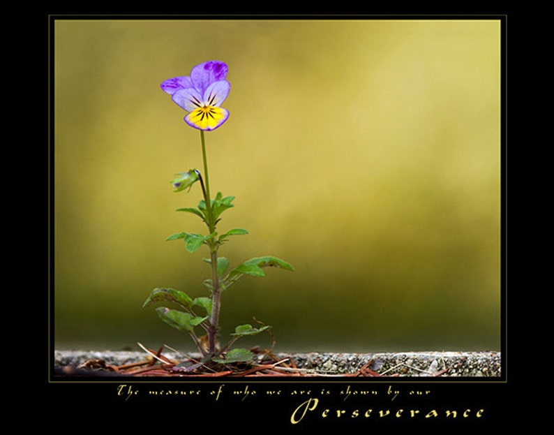 Violet Print, Flower Print, Perseverance, Fine Art Print, Artwork, Home ...
