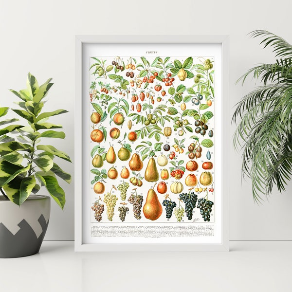 Tropical Fruits Poster - Etsy