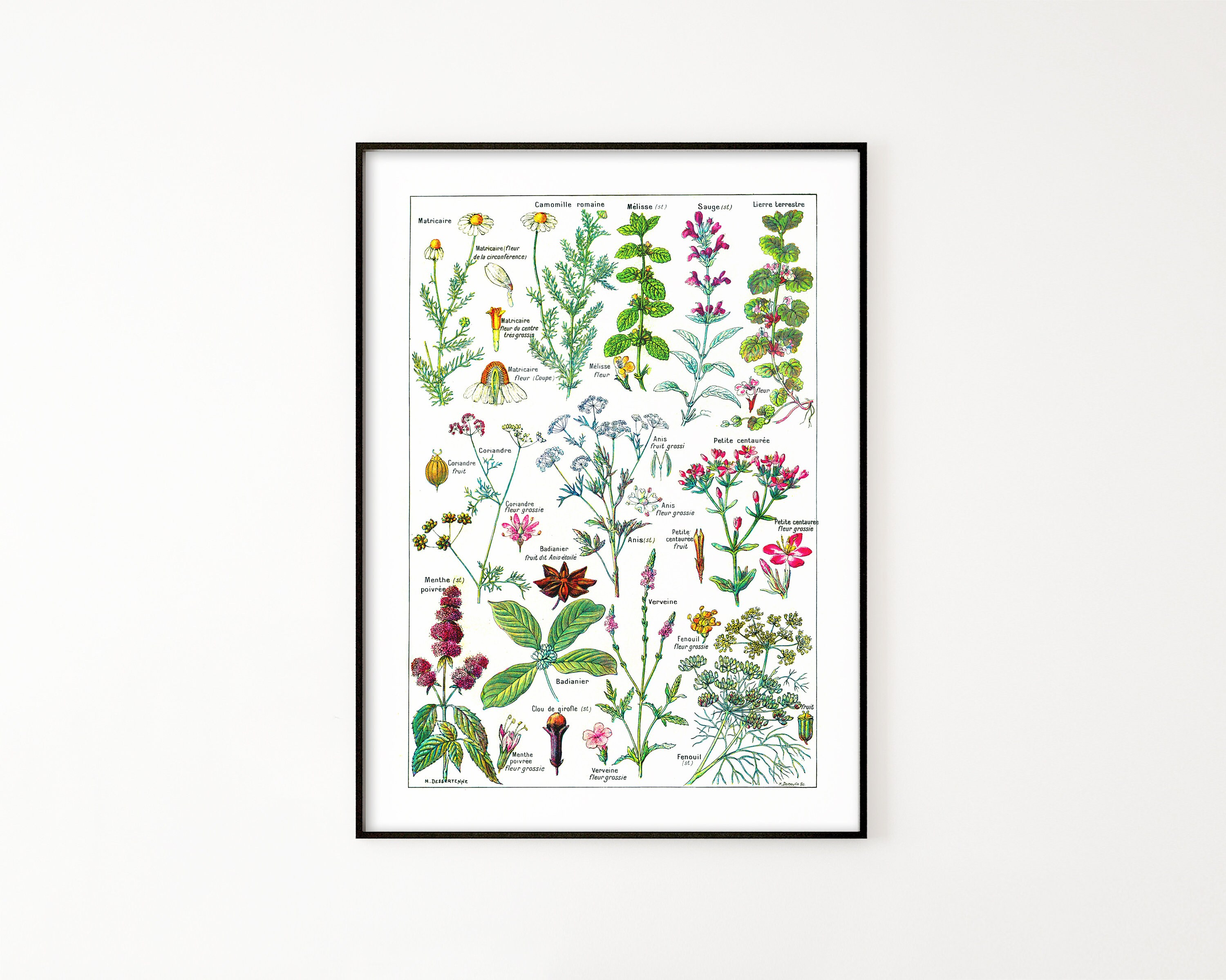 Digestive Herbs and Plant Species. Vintage Illustration of Medicinal ...