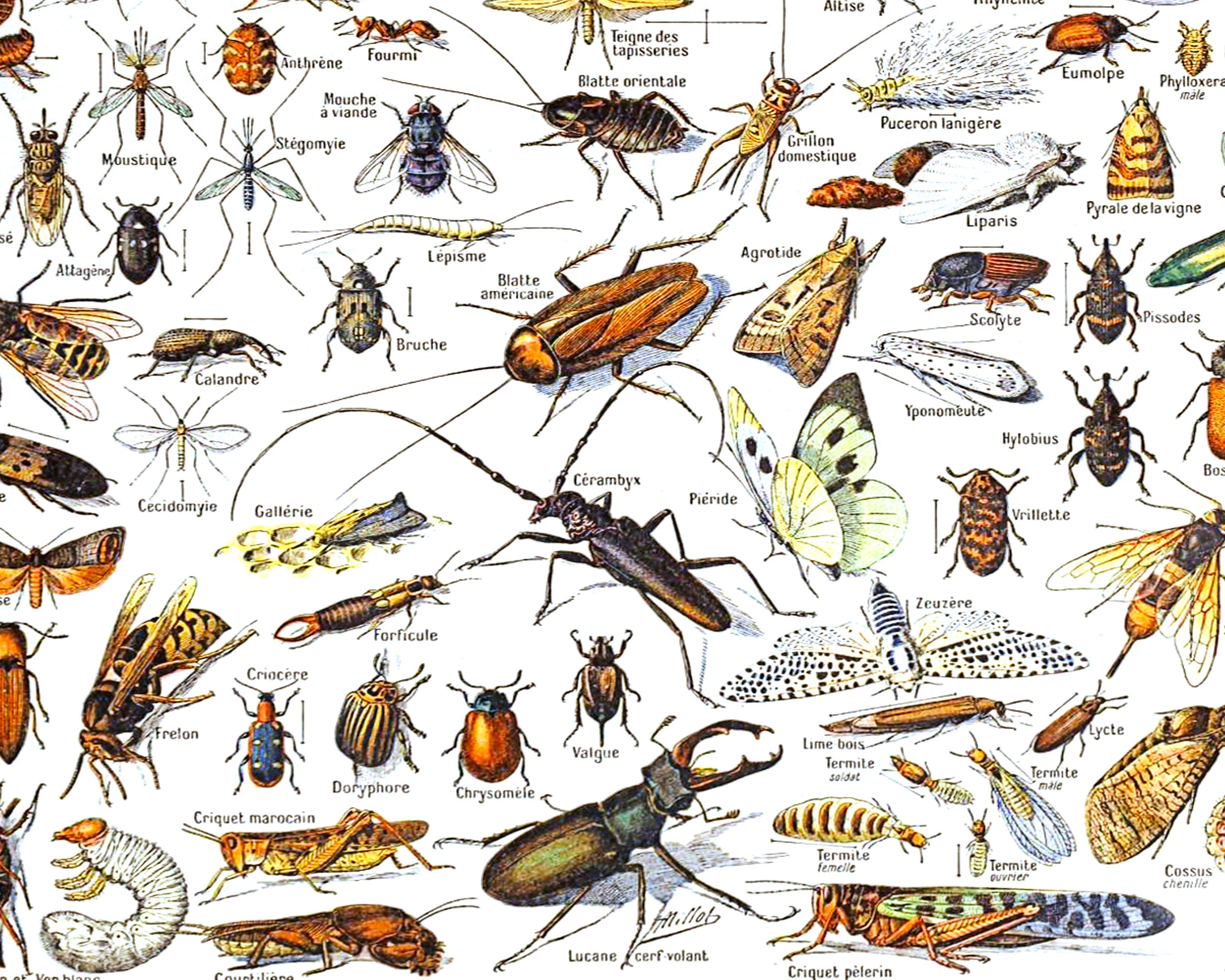 Insect Species, Printable Wall Art. Useful and Harmful Insect List ...