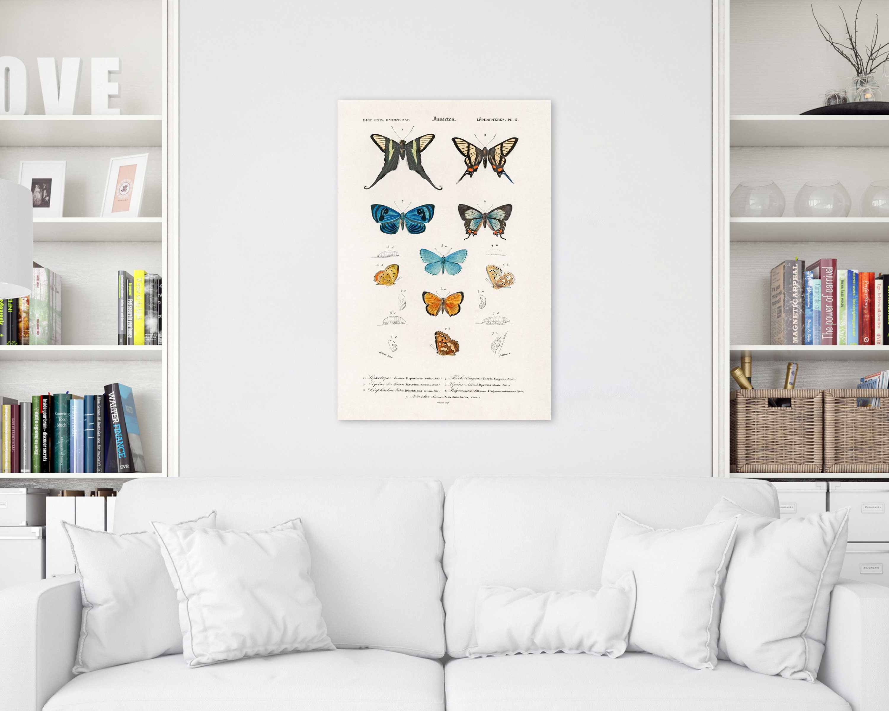Butterfly Species Poster. Printable Wall Art. Vintage Scientific ...