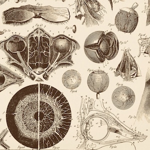 Eye Anatomy, Vintage Printable Illustration 1900, Ophthalmology Plate ...