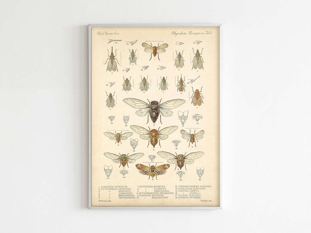 Jar Fly Cicadas Insect Species Wall Art, Insects Art Print, Vintage ...