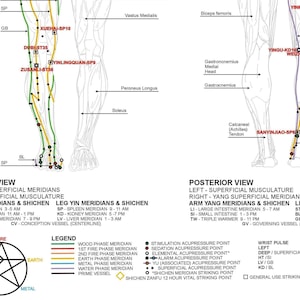Human Body Meridians, Acupuncture Printable Poster Pressure Points Wall ...