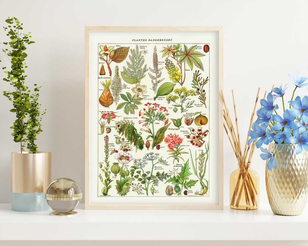 Toxic Herbs and Plant Species. Vintage Illustration of Dangerous ...