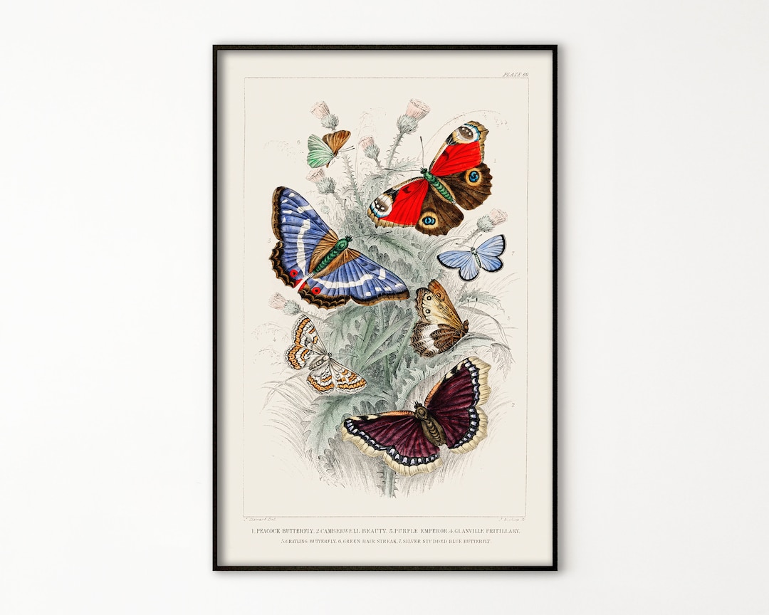 Butterfly Species Poster. Printable Wall Art. Vintage Illustration of ...