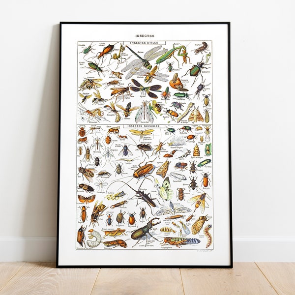 Insect Poster - Etsy