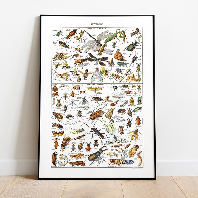 Insect Poster - Etsy